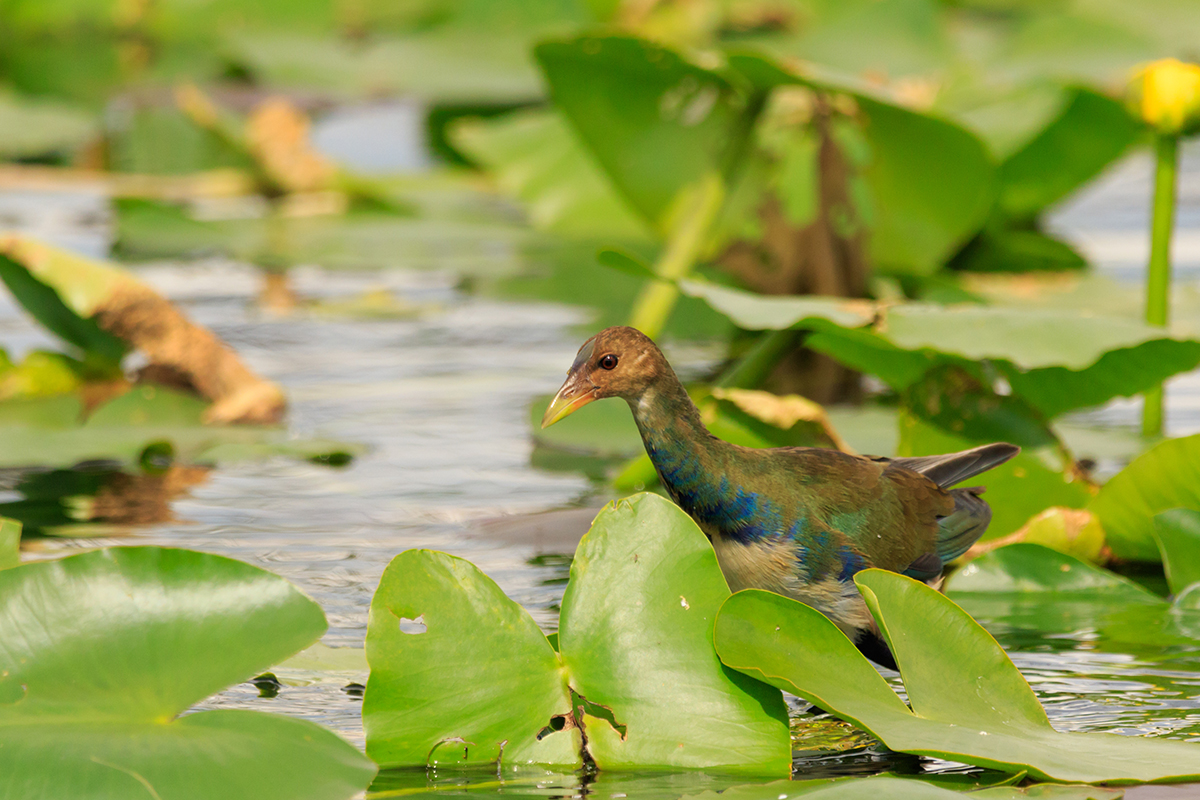 Key Everglades National Park Facts for Nature Lovers