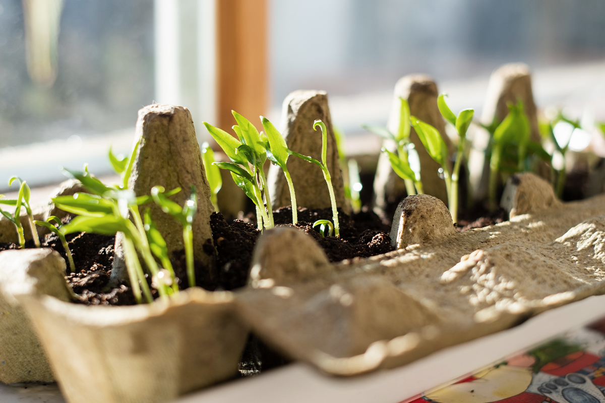 How to Grow Herbs Indoors - Quick Indoor Herb Garden Guide