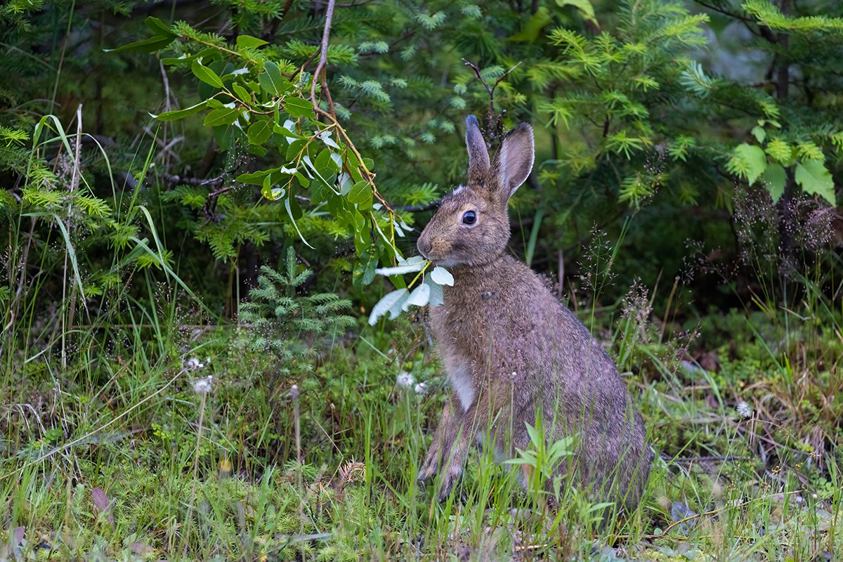 Exploring Animals in Glacier National Park & Habitats