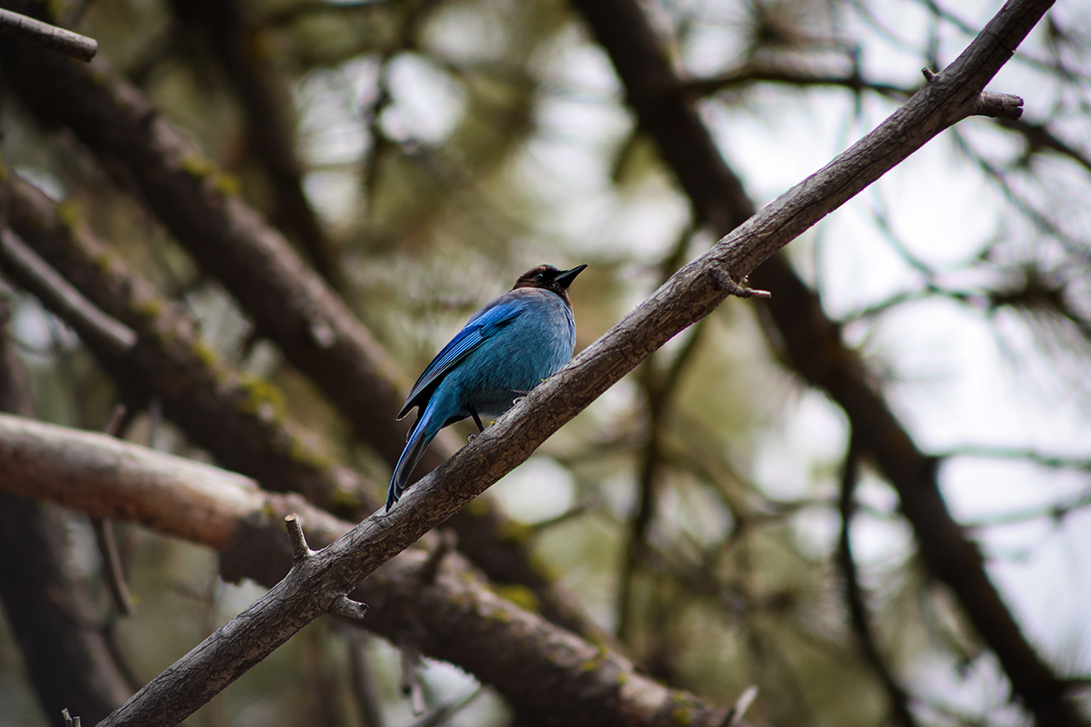 Your Guide to 20+ Animals in Redwood National Park