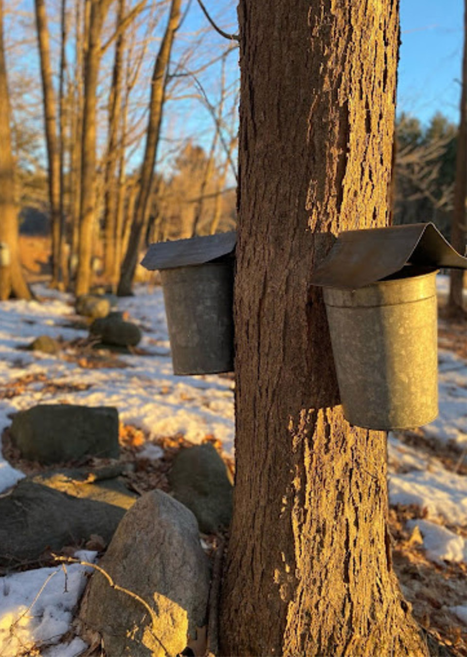 When the Sap Runs Rich - How is Maple Syrup Made?