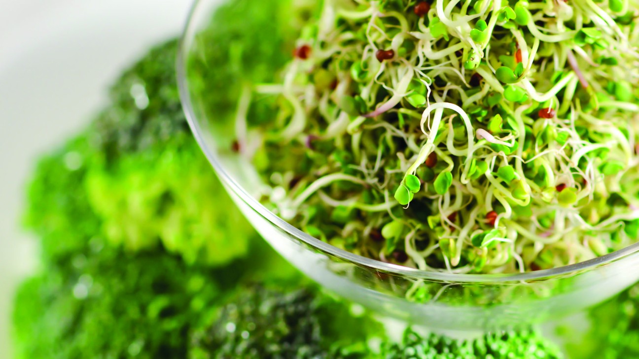 How to Grow Broccoli Sprouts: All You Need to Know
